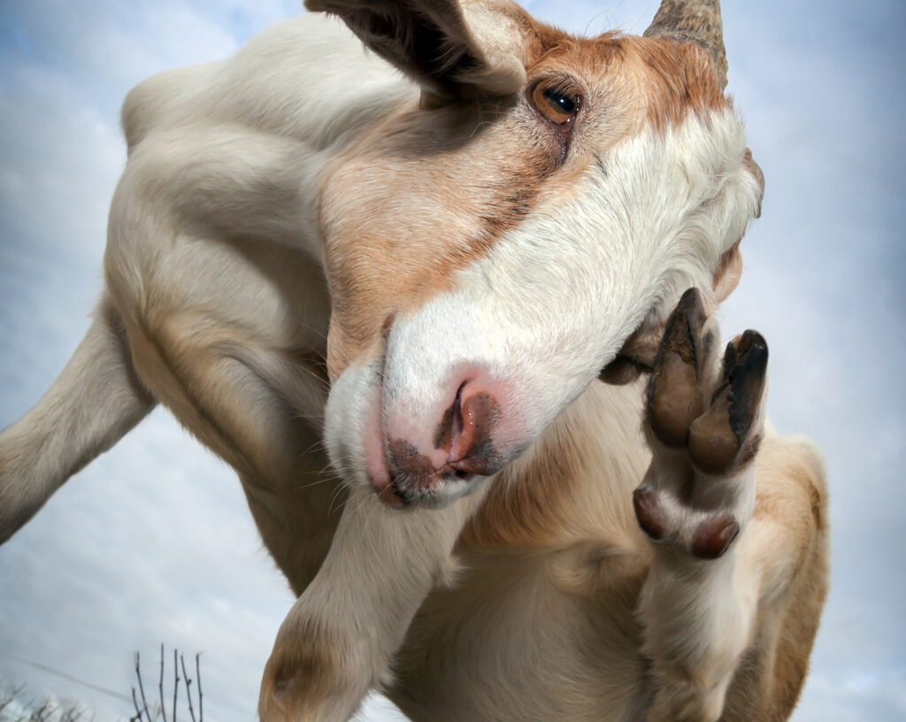 Common Goat Hoof Problems - Goat Journal